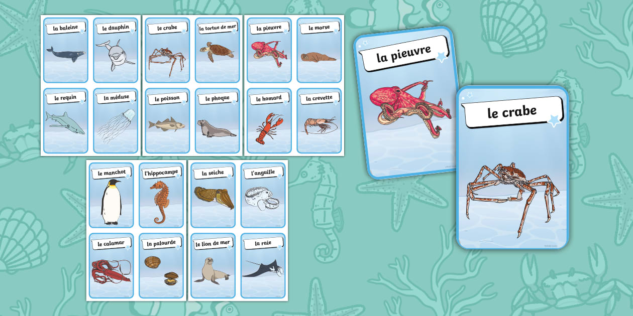 Cartes flash : Animaux marins - Twinkl Flashcards - Twinkl