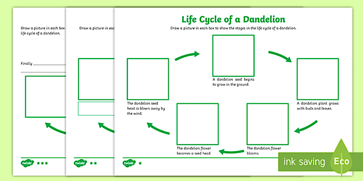 Dandelion Life Cycle Differentiated Worksheets - Twinkl