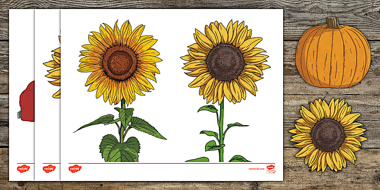 Sunflower Patch Cutouts (teacher made) - Twinkl