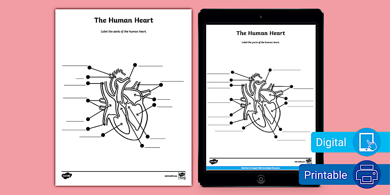 The Human Heart Labeling Worksheet for 3rd-5th Grade