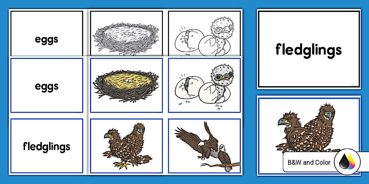 Life Cycle of a Bald Eagle Sequencing Cards (Teacher-Made)