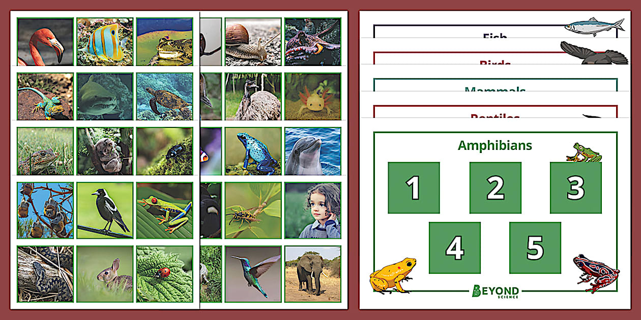 Vertebrates Classification Game (teacher made) - Twinkl