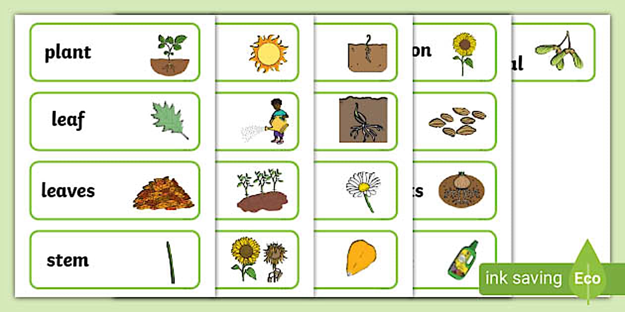 Cursive Plants Vocabulary Cards (teacher made) - Twinkl
