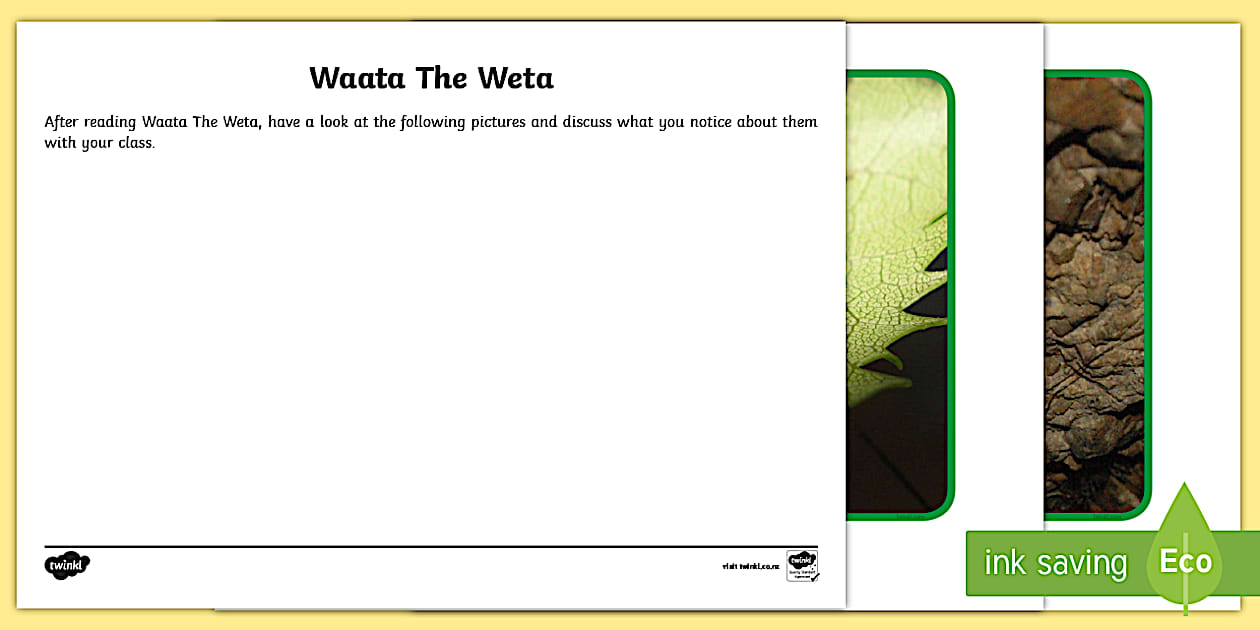 Waata The Weta Display Photos (teacher made) - Twinkl