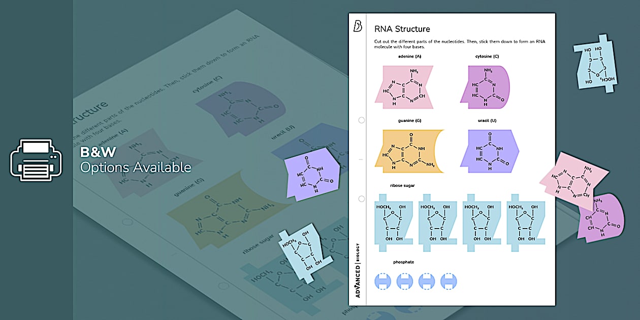 RNA Structure Cut and Stick (Teacher-Made) - Twinkl