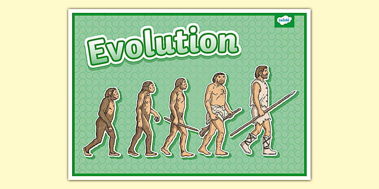 Evolution Display Poster (teacher made) - Twinkl
