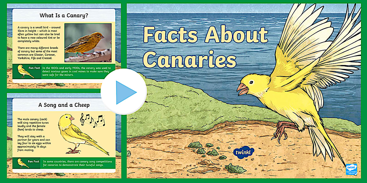 KS2 Facts about Canaries PowerPoint (teacher made) - Twinkl