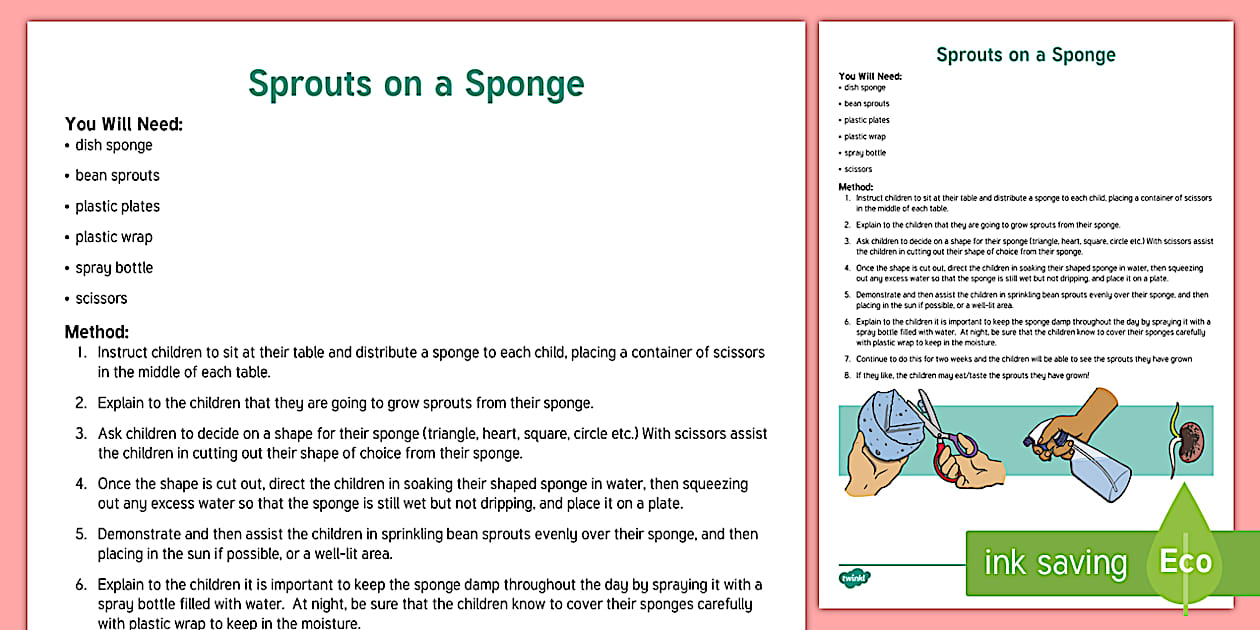 Sprouts on a Sponge Activity (teacher made) - Twinkl