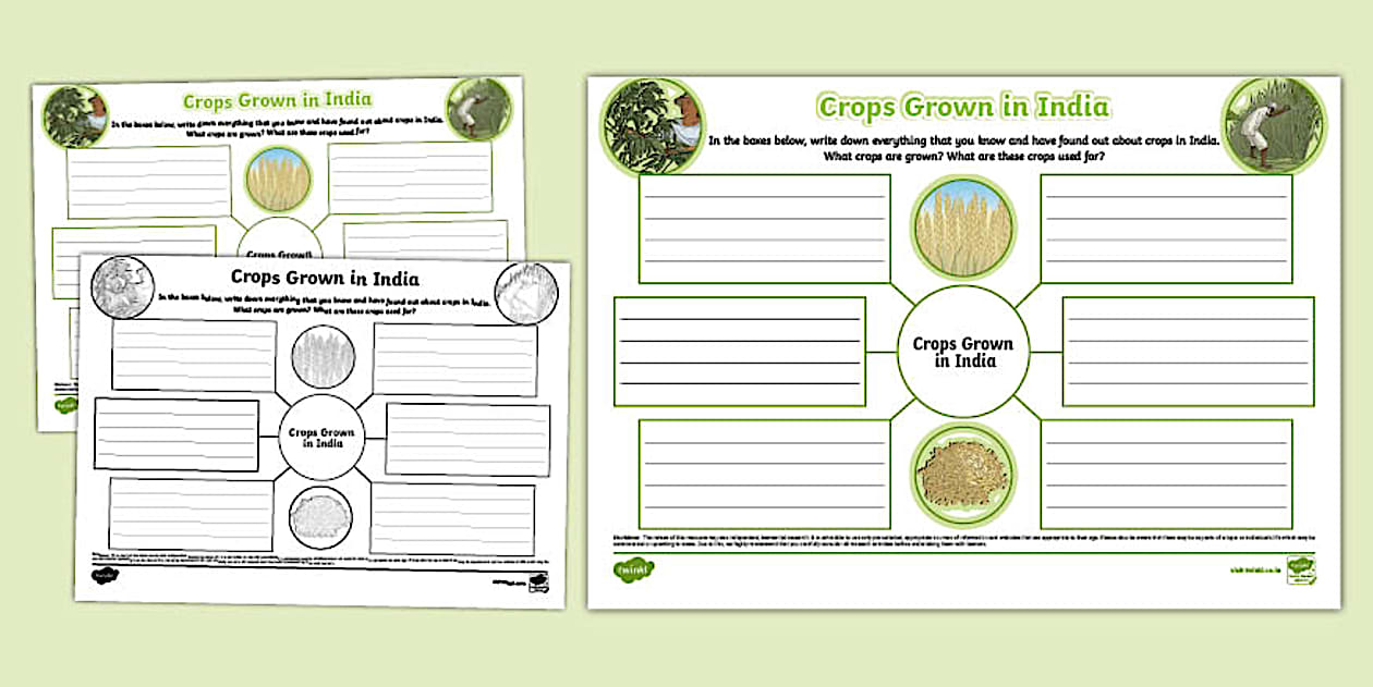 Crops Grown in India Mind Map (teacher made) - Twinkl