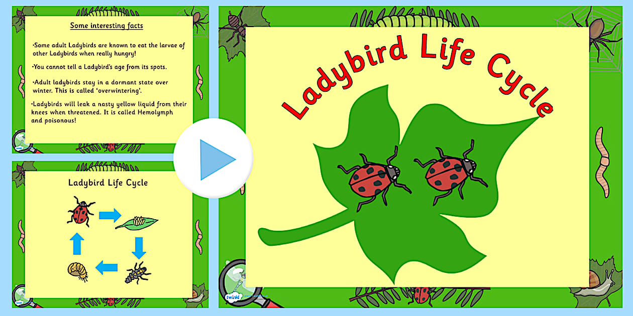 Ladybird Life Cycle PowerPoint (teacher made) - Twinkl