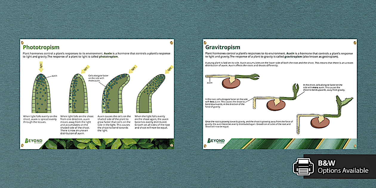 Plant Tropism Responses Information Posters (teacher made)