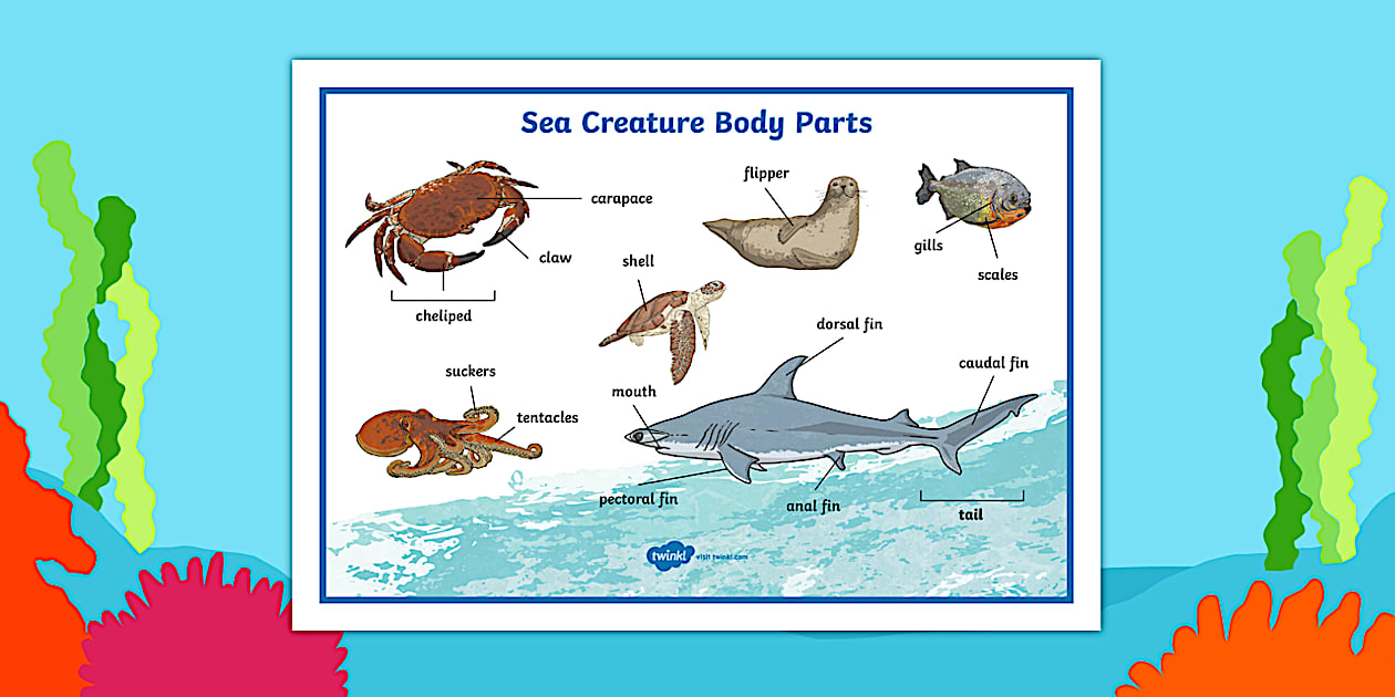 Sea Creature Body Parts Word Mat (teacher made) - Twinkl