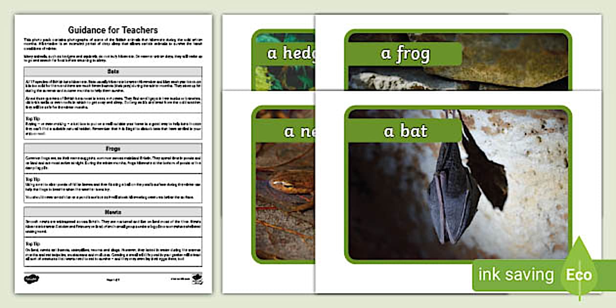 Hibernating Animals Photo Pack (teacher made) - Twinkl