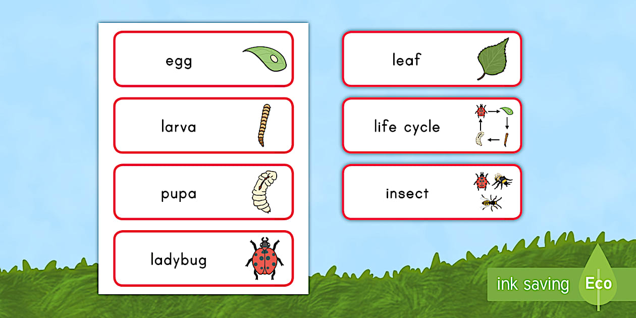 Ladybug Life Cycle Word Cards - Twinkl