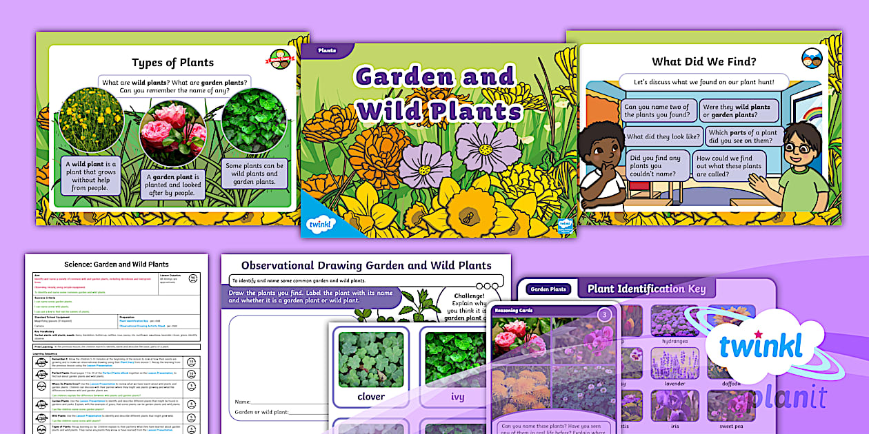 Wild and Garden Plants KS1 | Garden Plants Lesson Ideas KS1