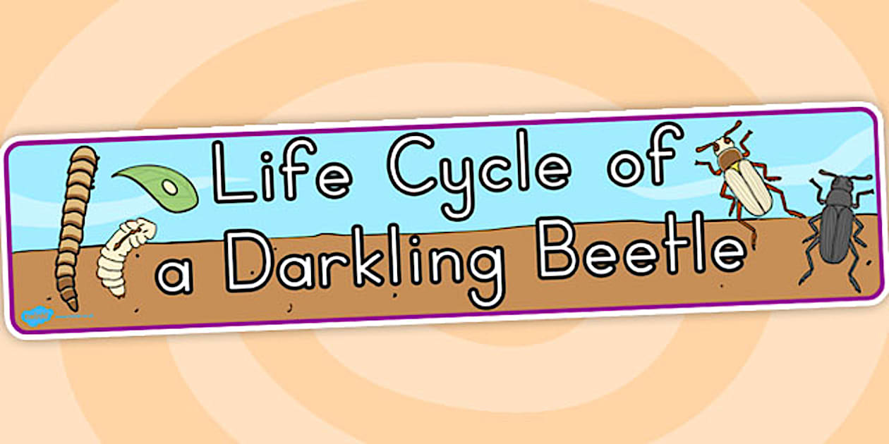 Darkling Beetle Life Cycle Display Banner - Twinkl