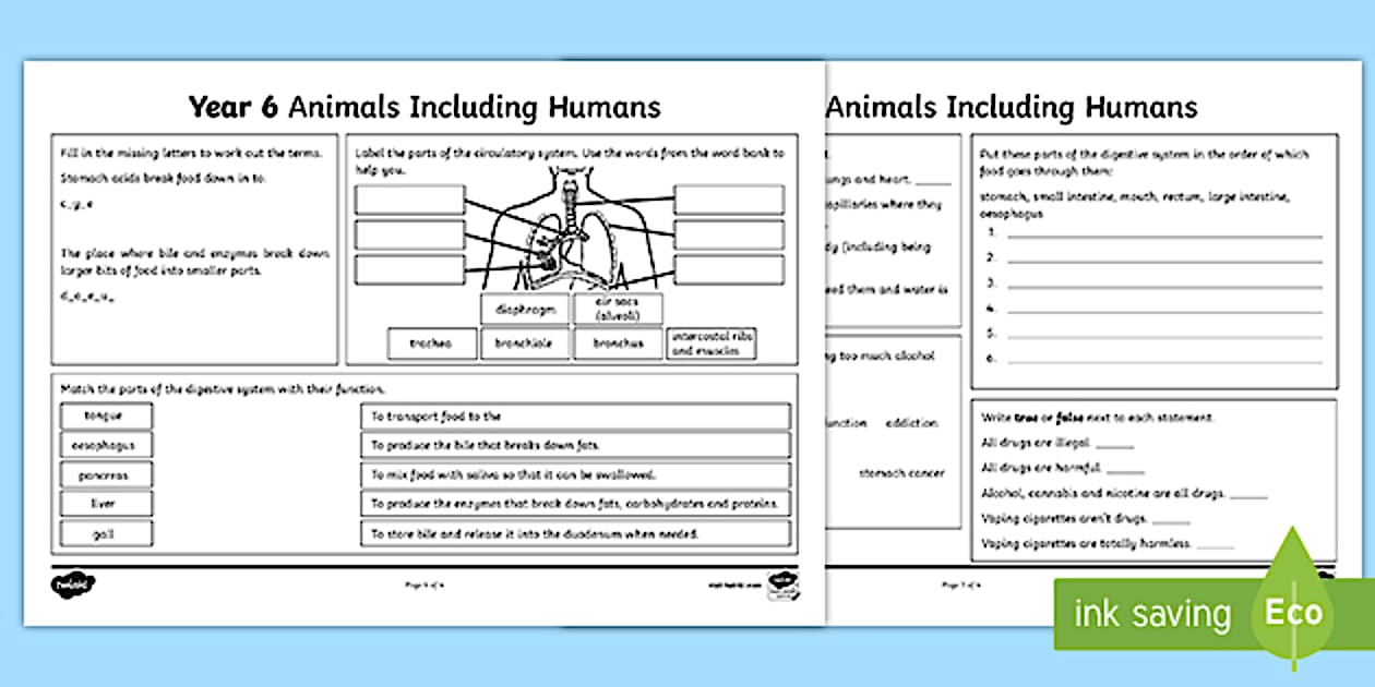 KS2 Year 6 Animals Including Humans Revision Activity Mat