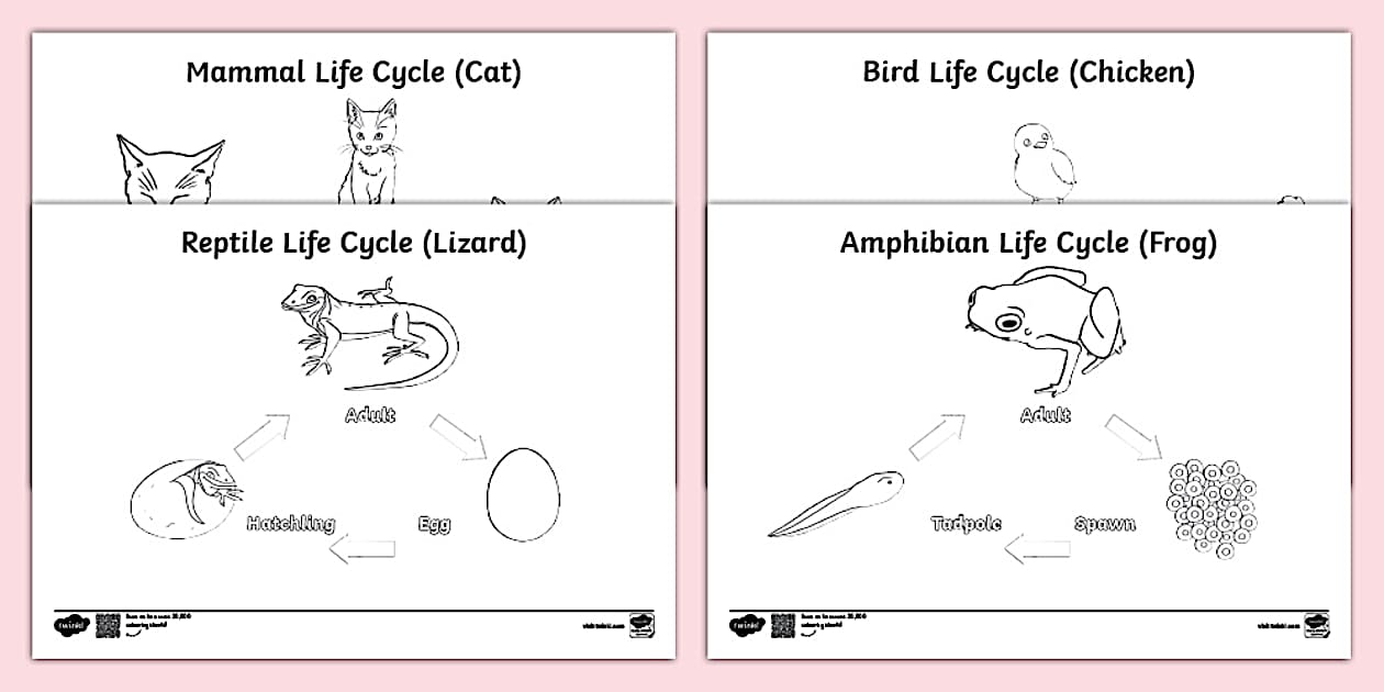 Animal Life Cycles Colouring Sheets (teacher made) - Twinkl
