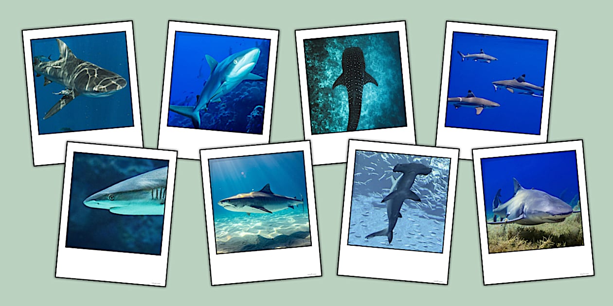 Sharks Instant Photo Style Display Images (Teacher-Made)