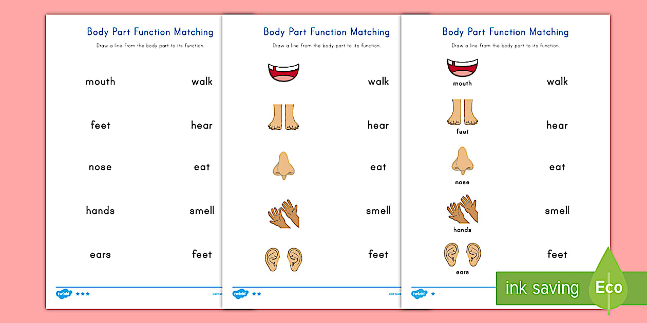 Body Parts Function Matching Differentiated Worksheet