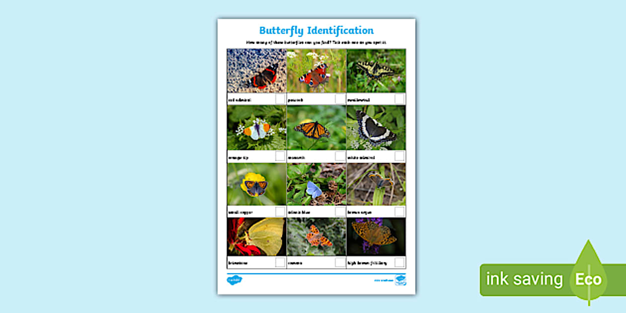 KS1 Butterfly Identification Worksheet