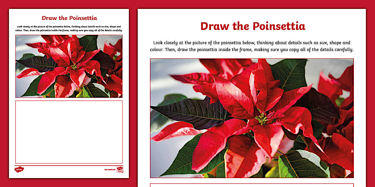 Draw the Poinsettia Art Activity (teacher made) - Twinkl