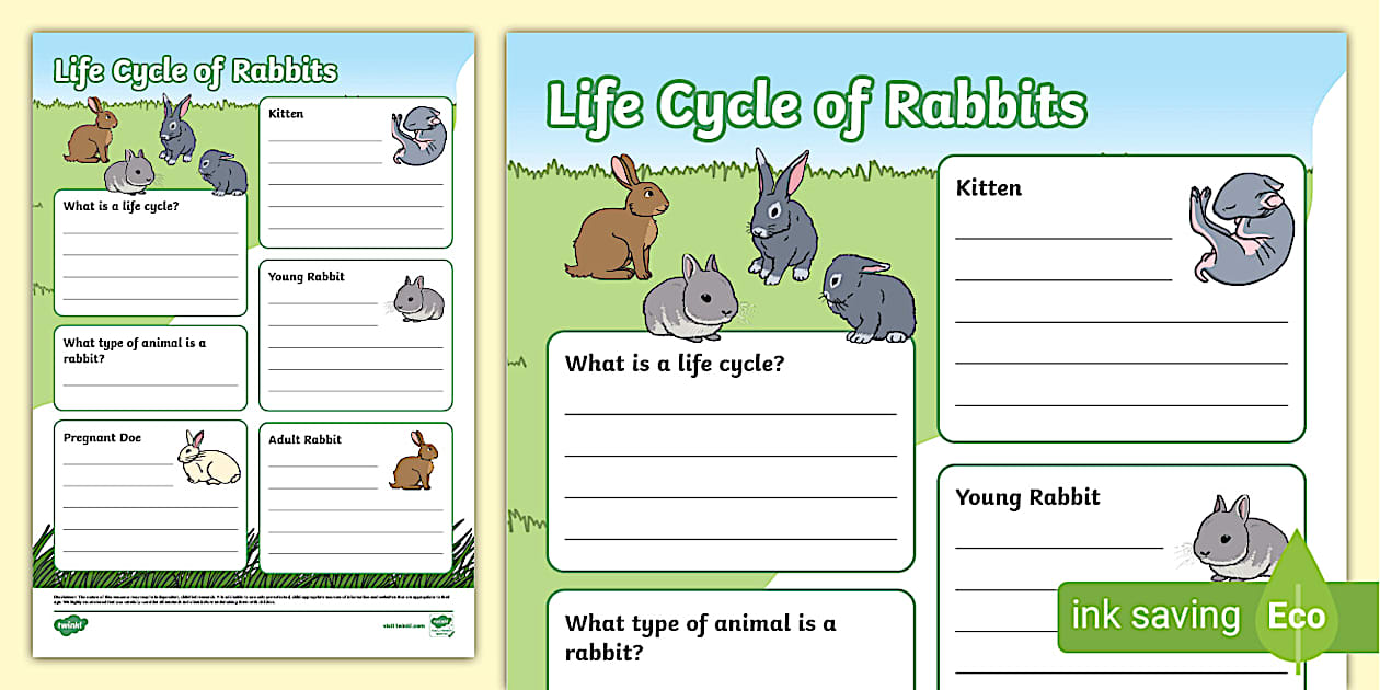 Rabbit Life Cycle Fact File Template (teacher made) - Twinkl