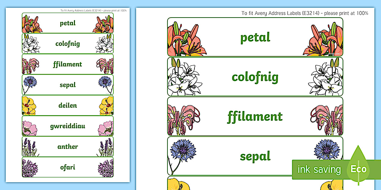 Labeli Rhannau Blodyn (Hecho por educadores) - Twinkl