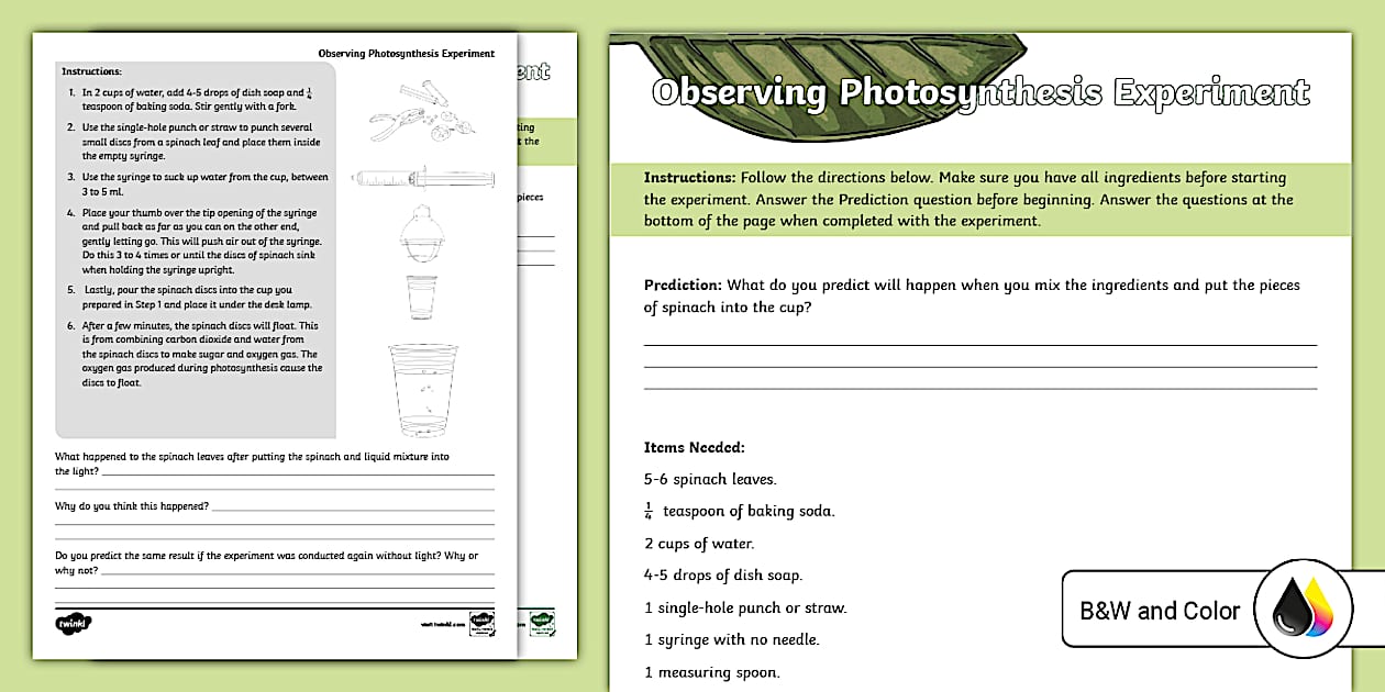Observing Photosynthesis Experiment (teacher made) - Twinkl