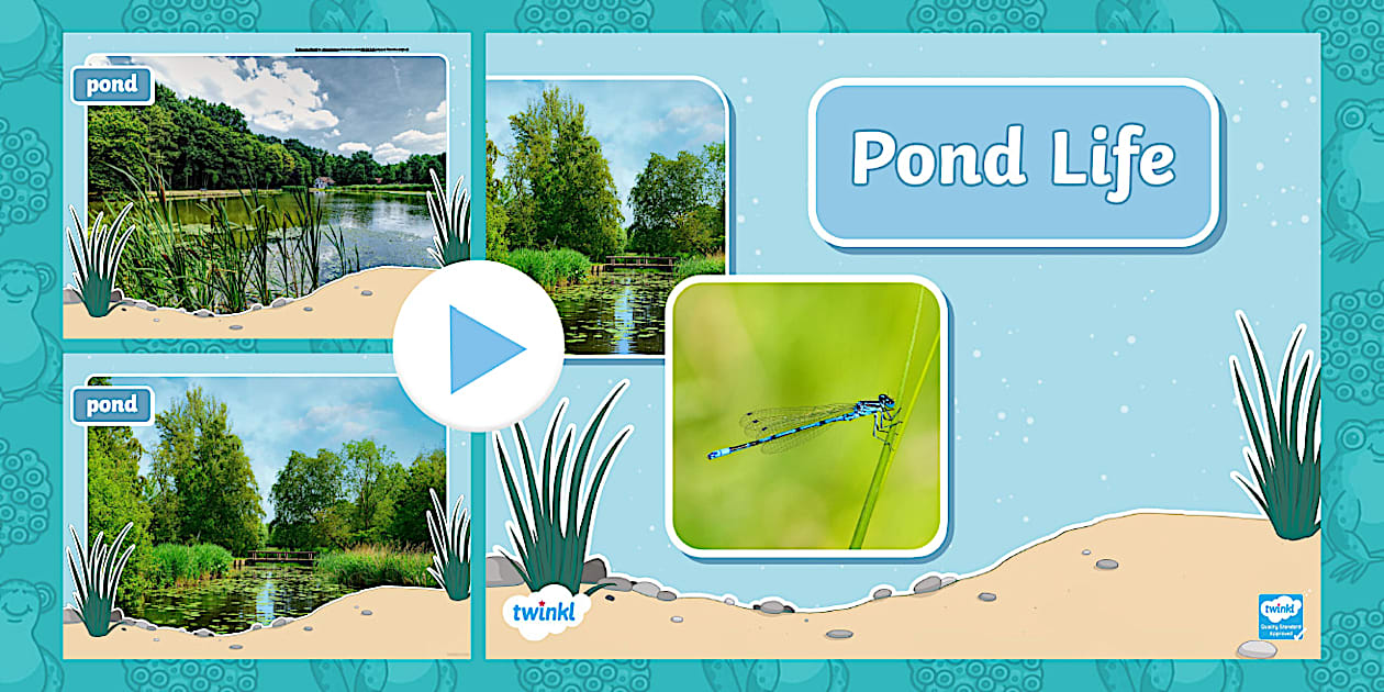 Pond Life Photo PowerPoint