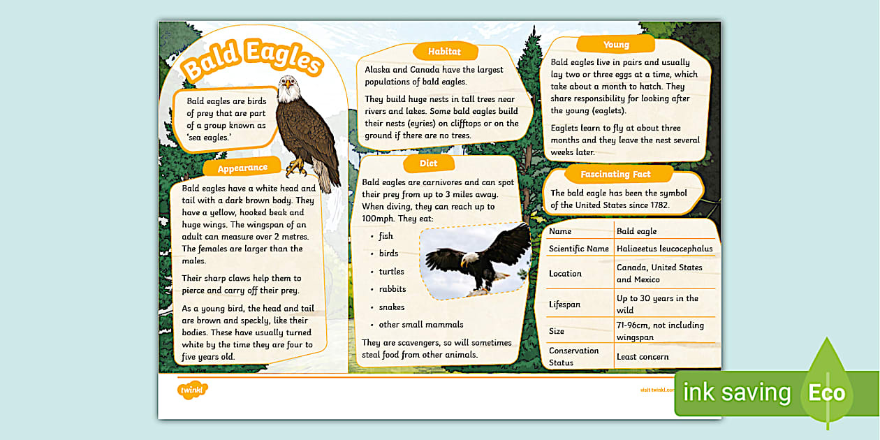 Bald Eagle Fact File - Animals - KS2 (l'enseignant a fait)