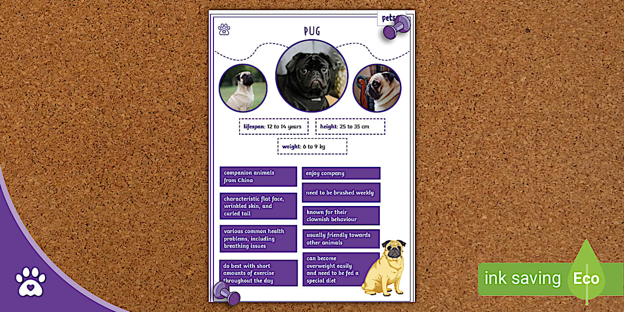 Pug Breed Information Sheet - Pet Pug - Dog - Twinkl Pets