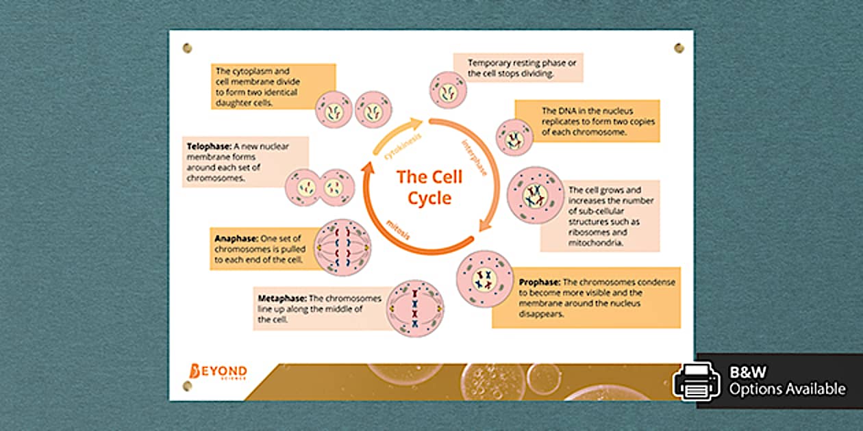 The Cell Cycle Display Poster | GCSE Biology | Beyond