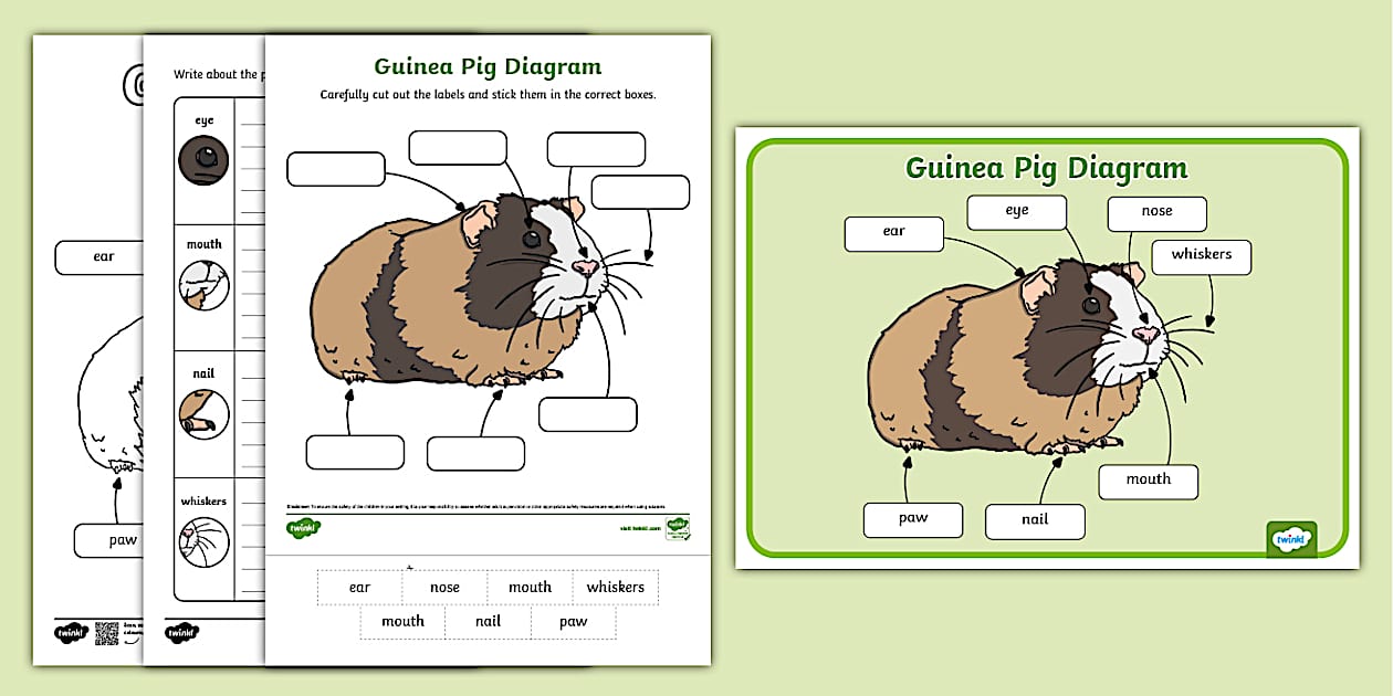 Guinea Pig Diagram Pack (teacher made) - Twinkl