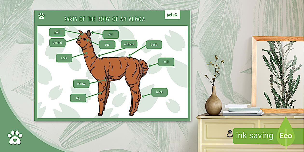 Parts of the Body of an Alpaca - Alpaca Anatomy Poster - Pet