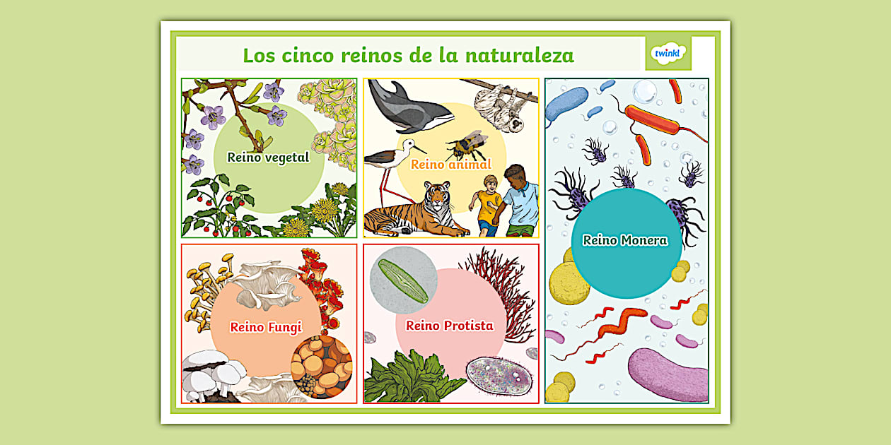 Lámina: Los reinos de la naturaleza | Twinkl (teacher made)