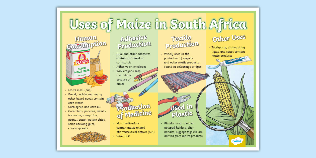 The Uses of Maize in South Africa - Poster | Twinkl ZA