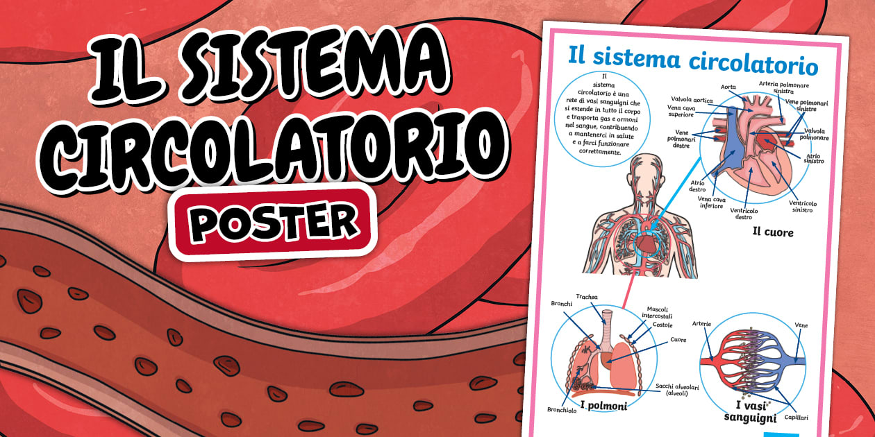 Il sistema circolatorio: poster