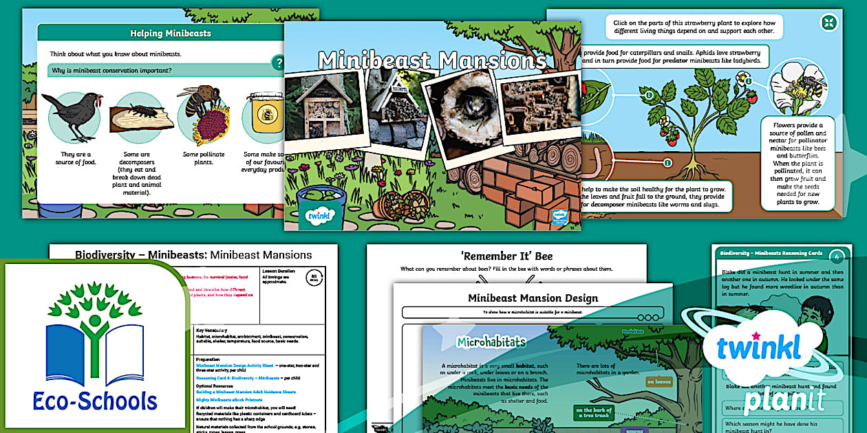 Science: Biodiversity - Minibeasts: Minibeast Mansions Y2 Lesson 4