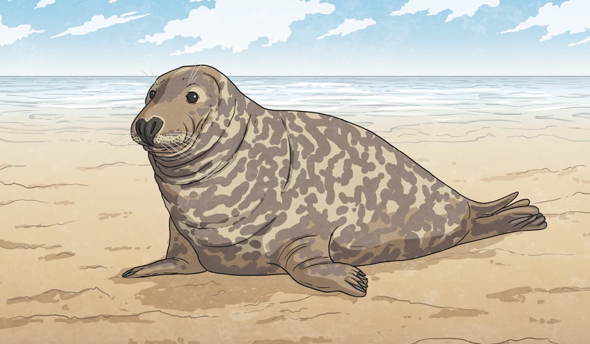 Seal Rescued and Released Back into the Wild - Twinkl NewsRoom