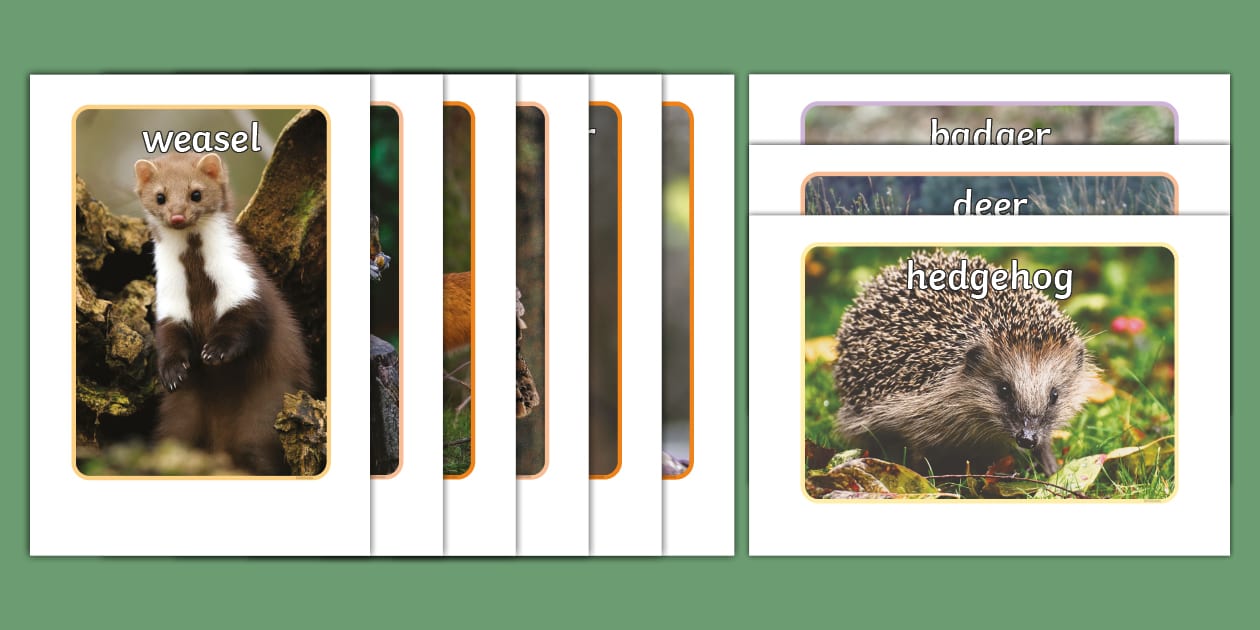 Woodland Animals Photo Pack (teacher made) - Twinkl