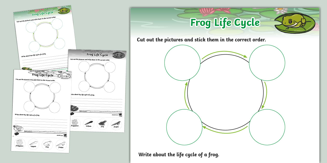 Frog Life Cycle Sentence Writing Worksheet | Twinkl - Twinkl