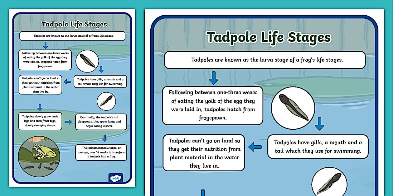 Tadpole Life Stages in Weeks Display Poster (teacher made)
