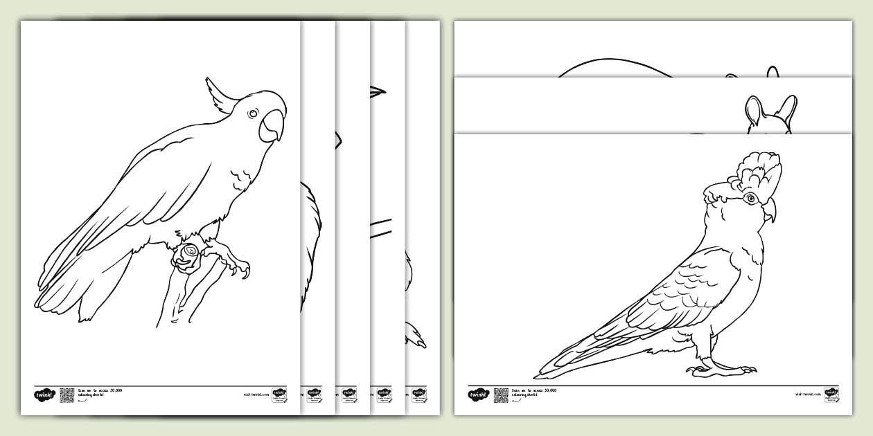 Australian Animals Colouring Sheets - Classroom Resource - Twinkl