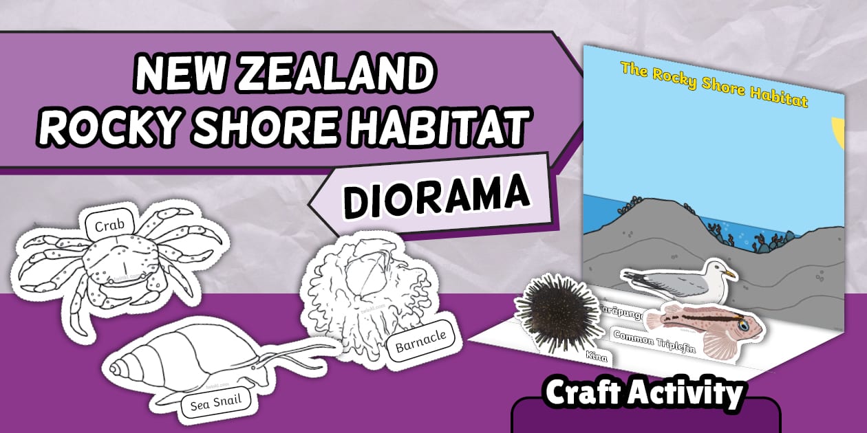New Zealand Rocky Shore Habitat Diorama