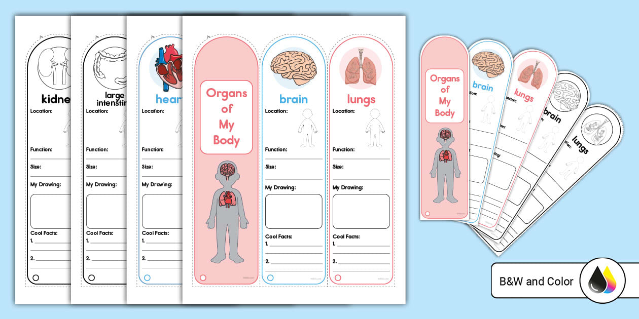 Organs of My Body Research Fan for K-2nd Grade - Twinkl