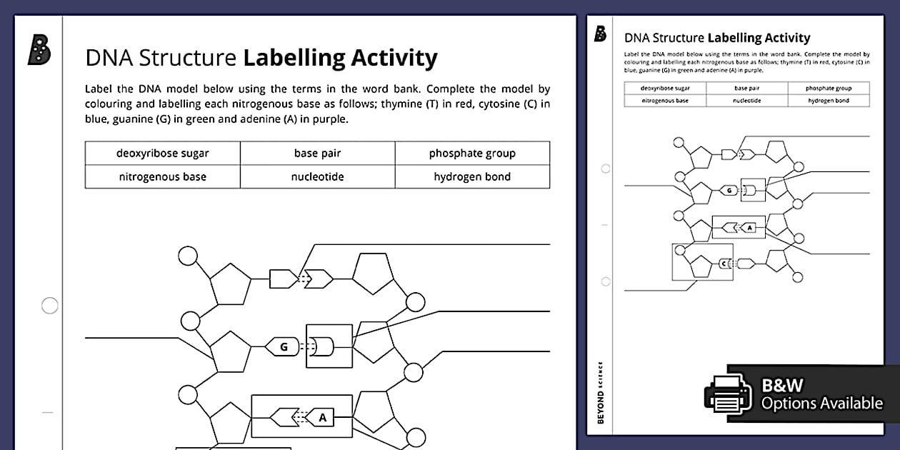 DNA Simple Diagram Activity Sheet - Biology - Beyond