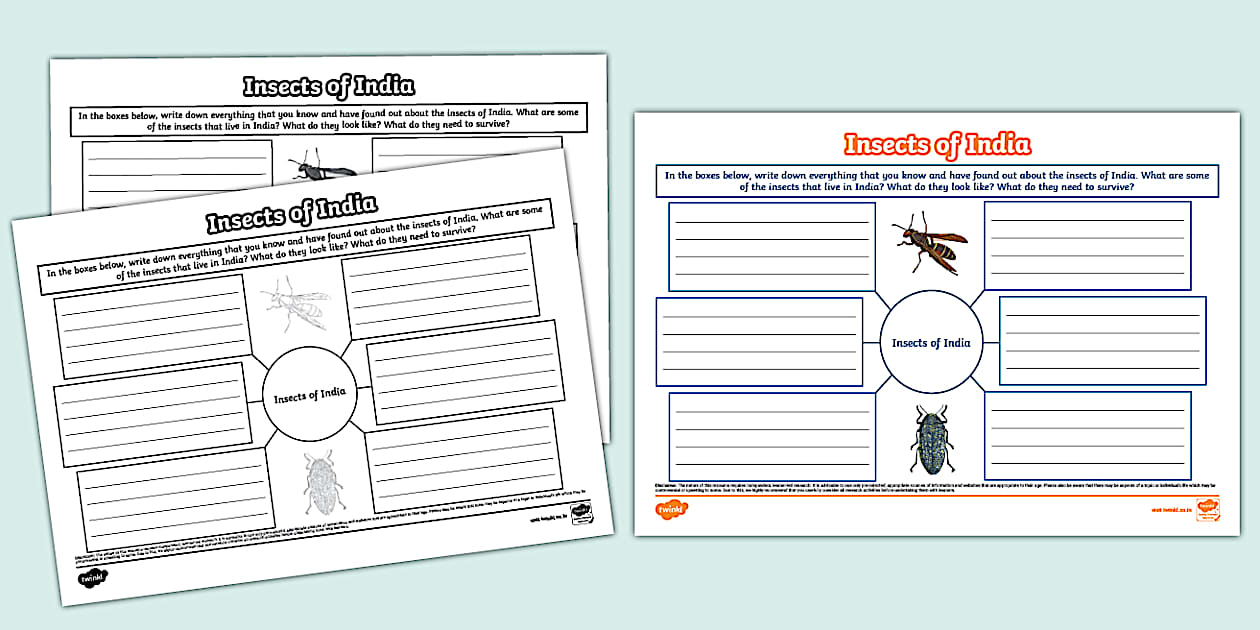 Insects of India Mind Map - Twinkl Science