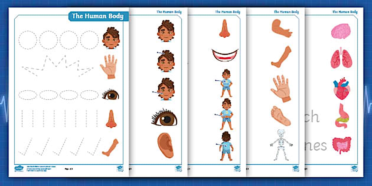 The Human Body Handwriting Worksheets (teacher made)