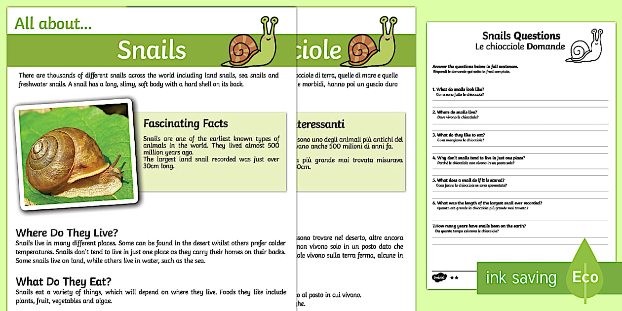 Higher Ability Snail Reading Comprehension English/Italian